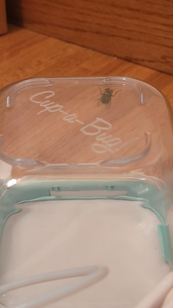 Bug Gallery - Cup-a-Bug Official Store